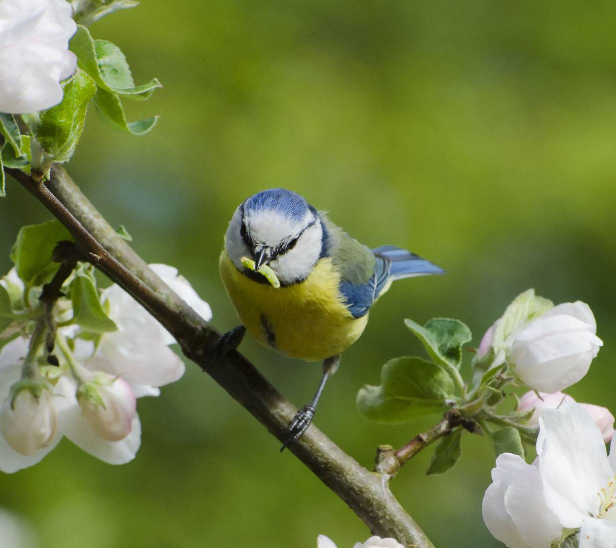 Bird photography | Birds in the garden